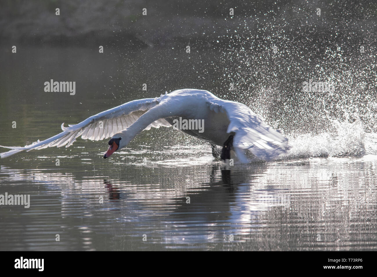 Flapping swan hi-res stock photography and images - Alamy