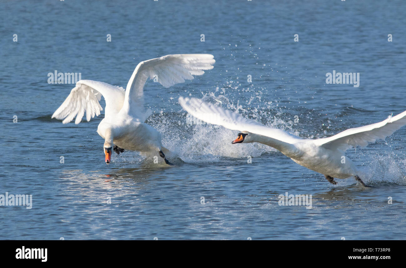 Flapping swan hi-res stock photography and images - Alamy