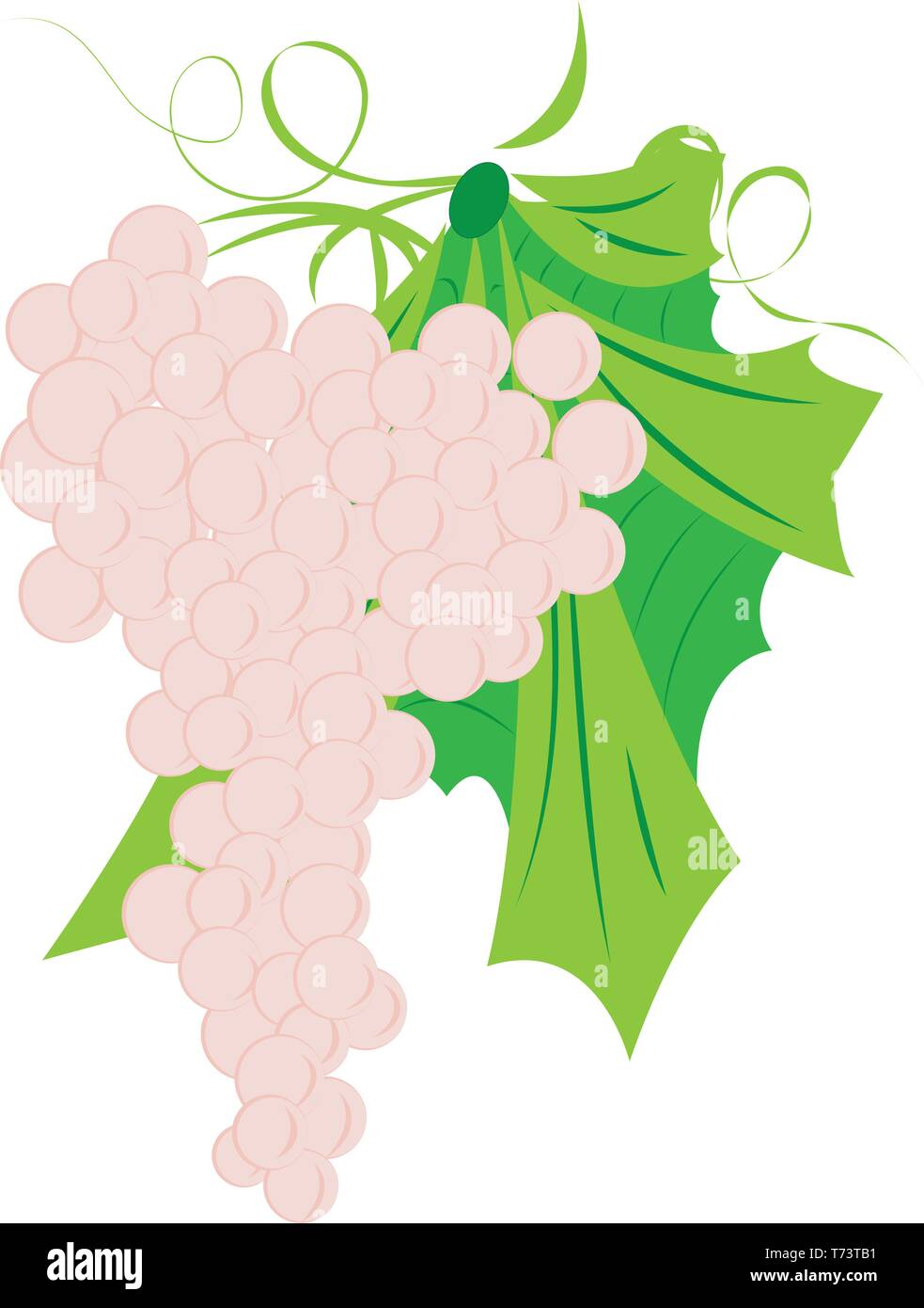 Bunch of grapes vector illustration on a white background Stock Vector ...