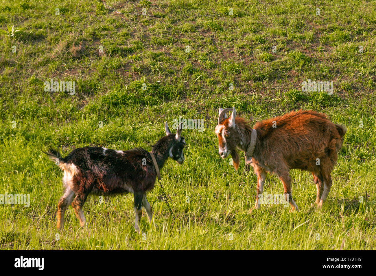 Goats graze in the meadow, eat grass on a sunny day Stock Photo - Alamy