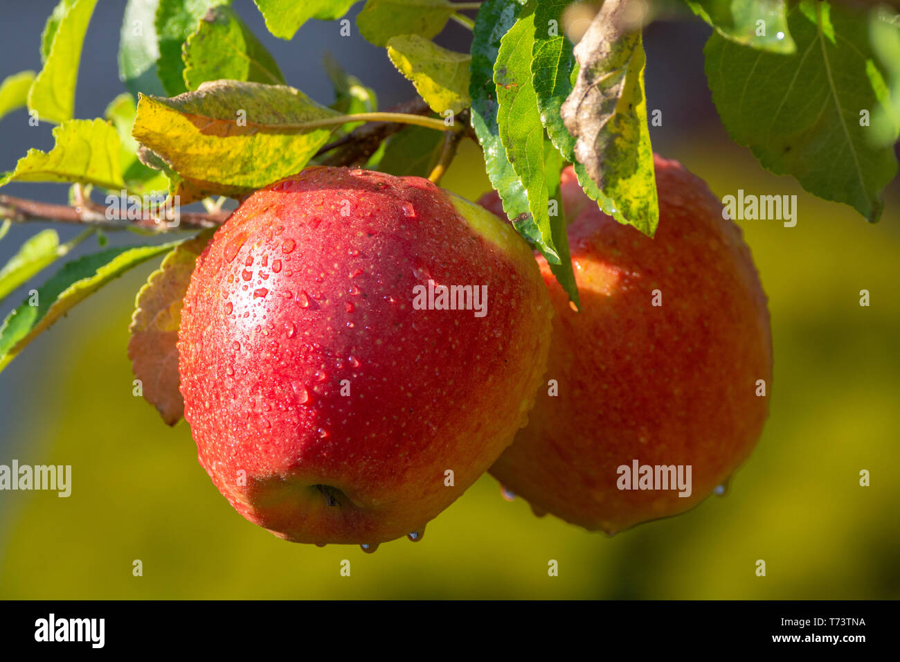 Harvesting apples in garden, autumn harvest season in fruit orchards ...