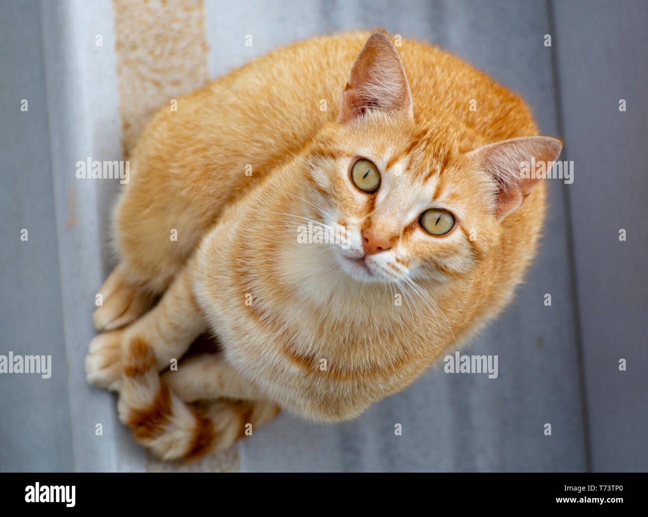 Ginger cat sitting on marble hi-res stock photography and images - Alamy