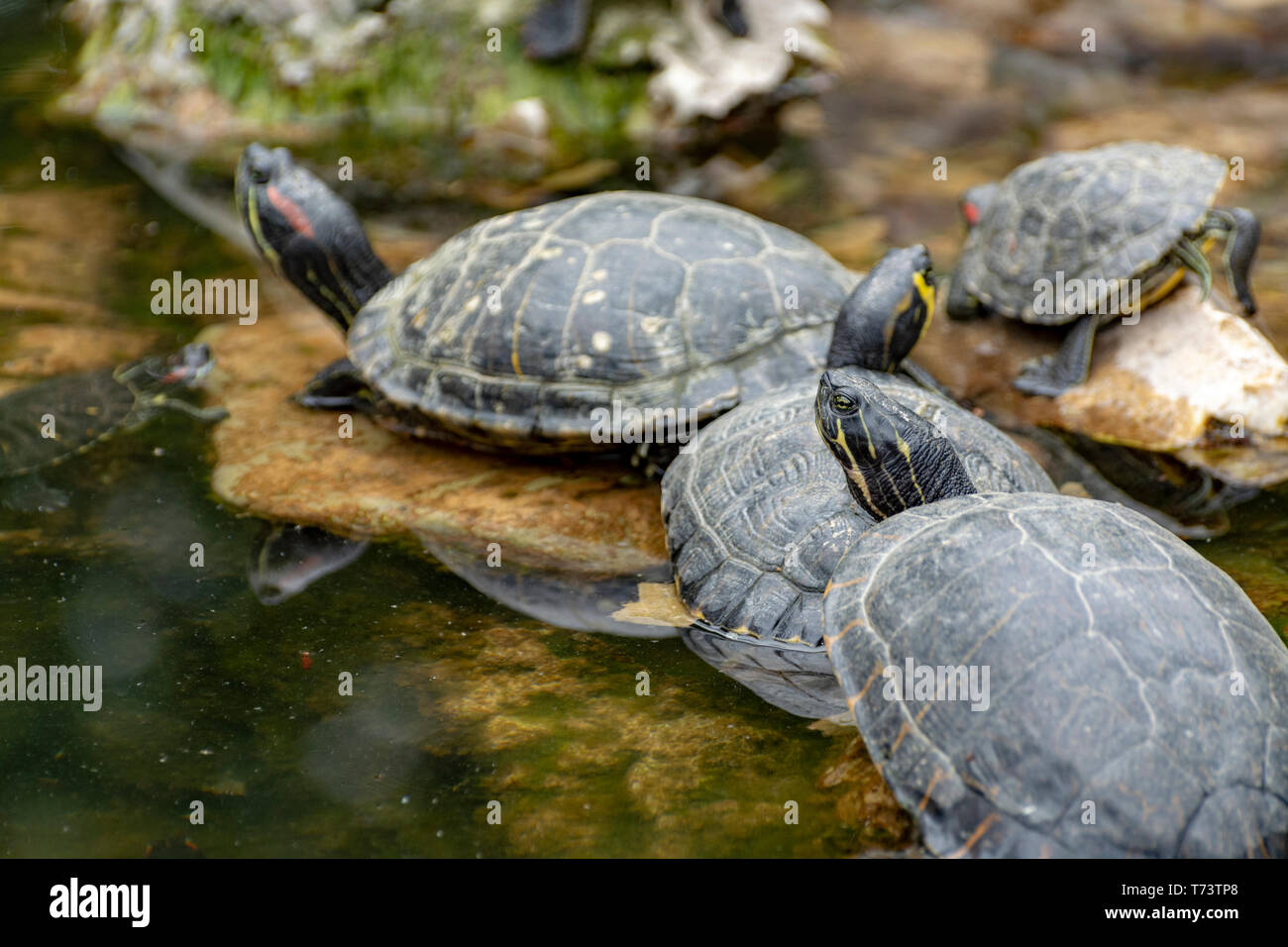 Yellow-bellied sliders, land and water turtles, sunbathing in pond ...
