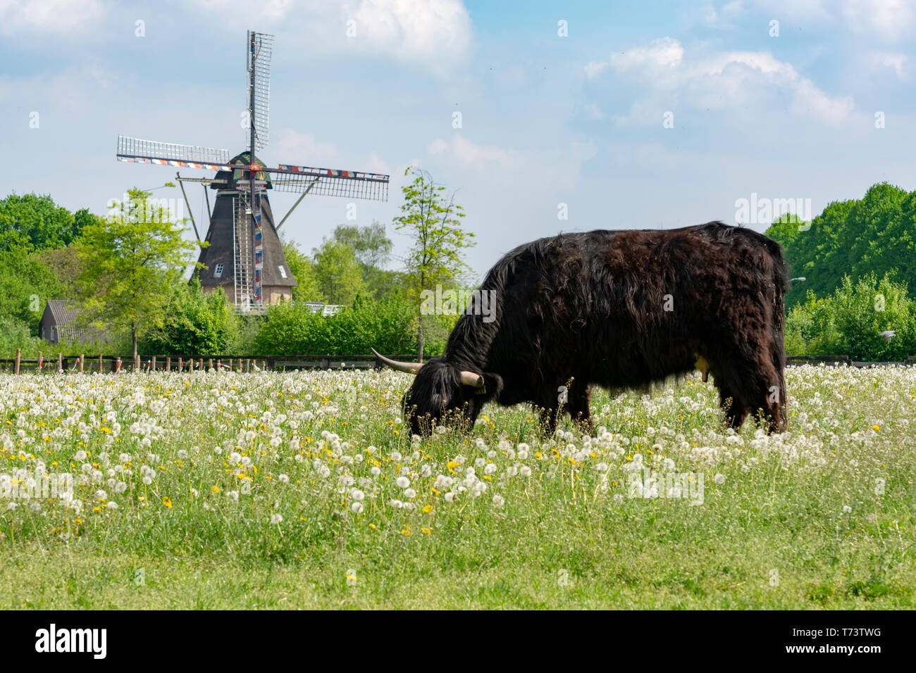 Countryside landscape with black scottish cow angus, pasture with wild ...