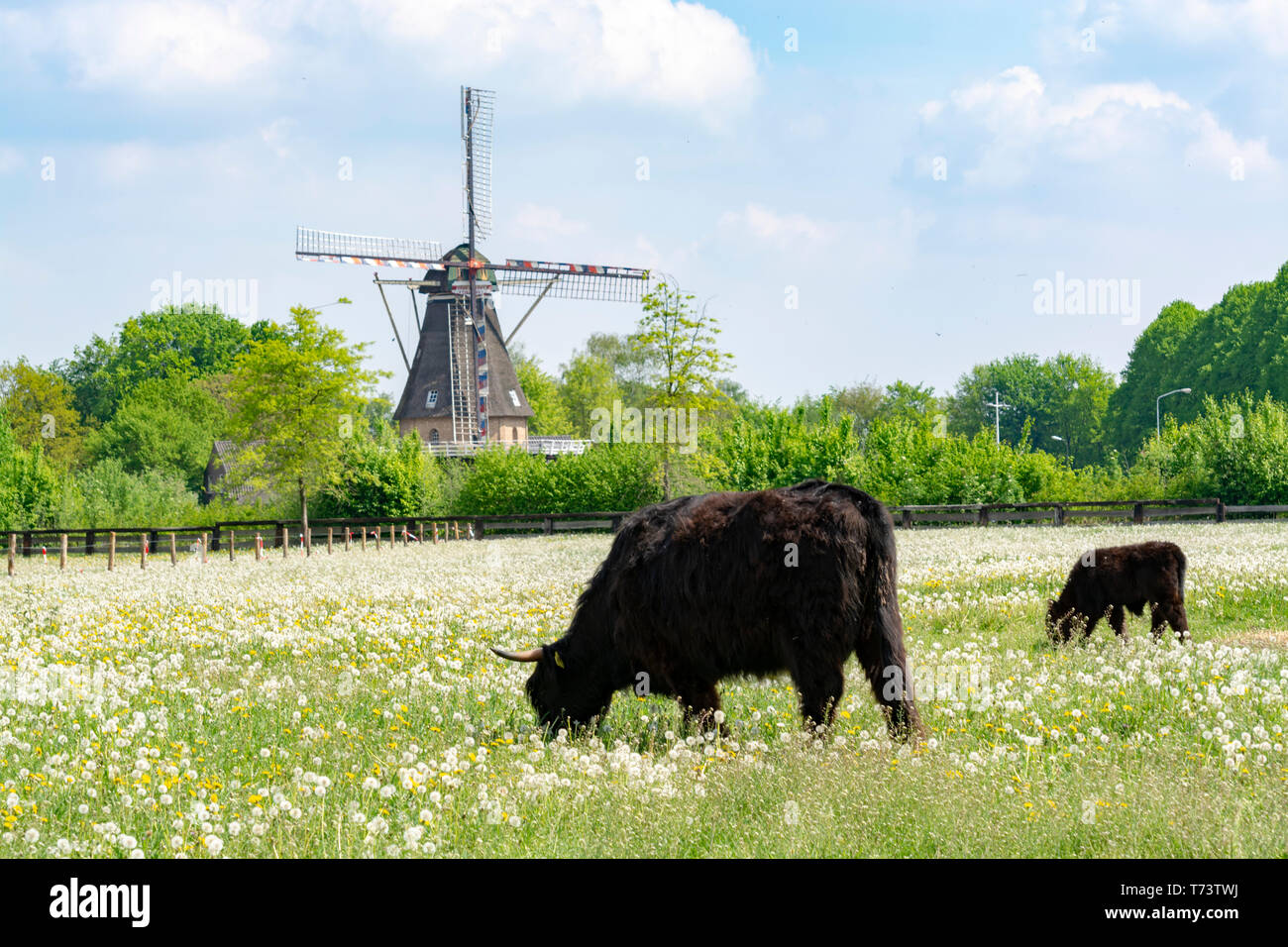 Countryside landscape with black scottish cow angus, pasture with wild ...