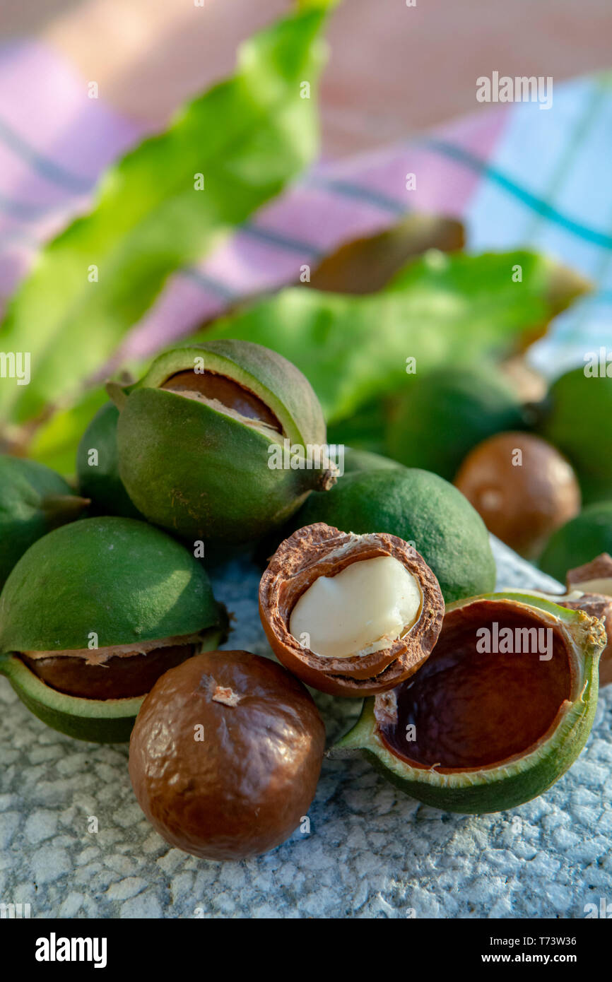 New harvest of ripe fresh Australian macadamia nuts in shell with ...