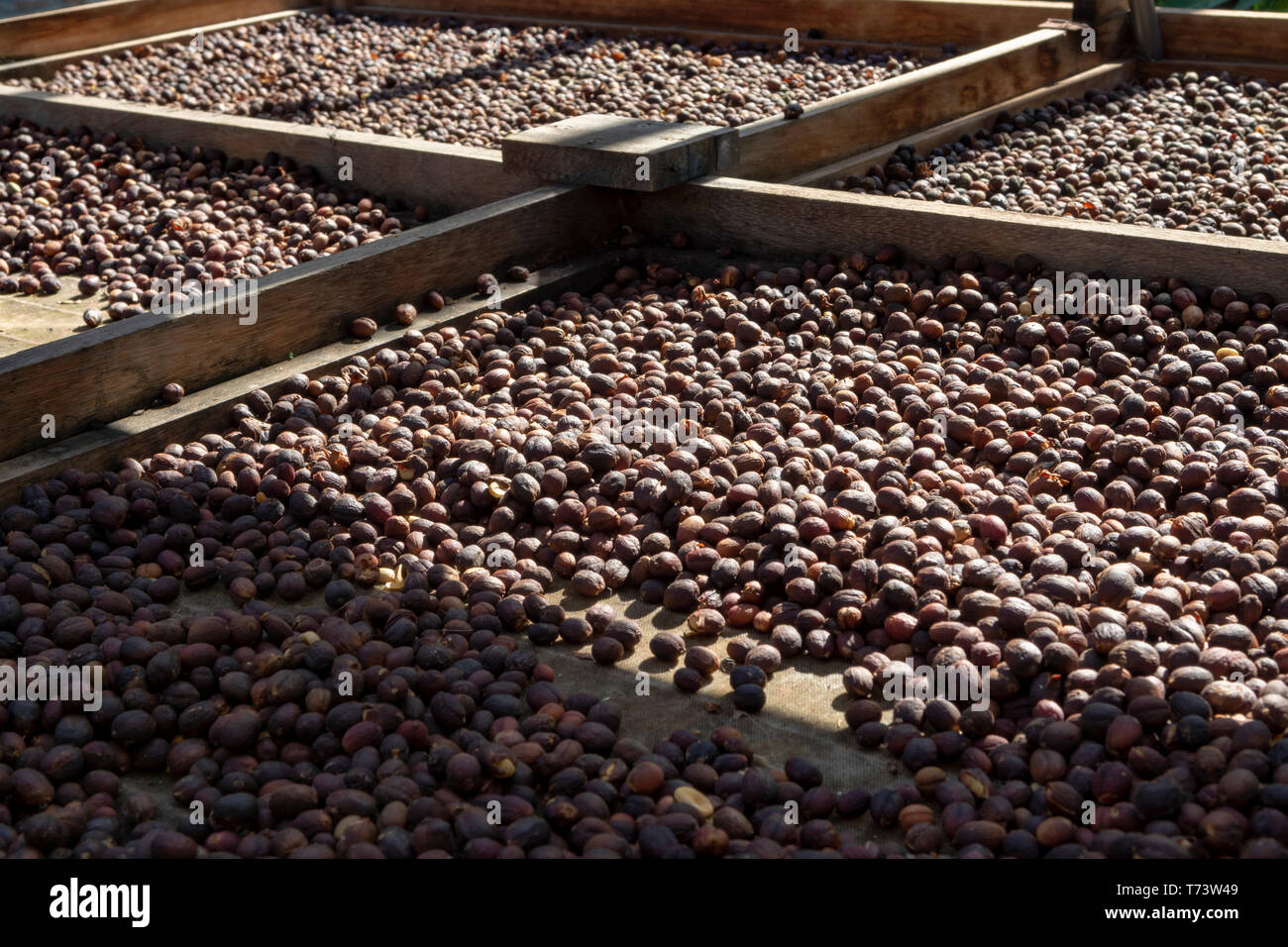 Traditional method of drying mature organic coffee beans on open grid ...
