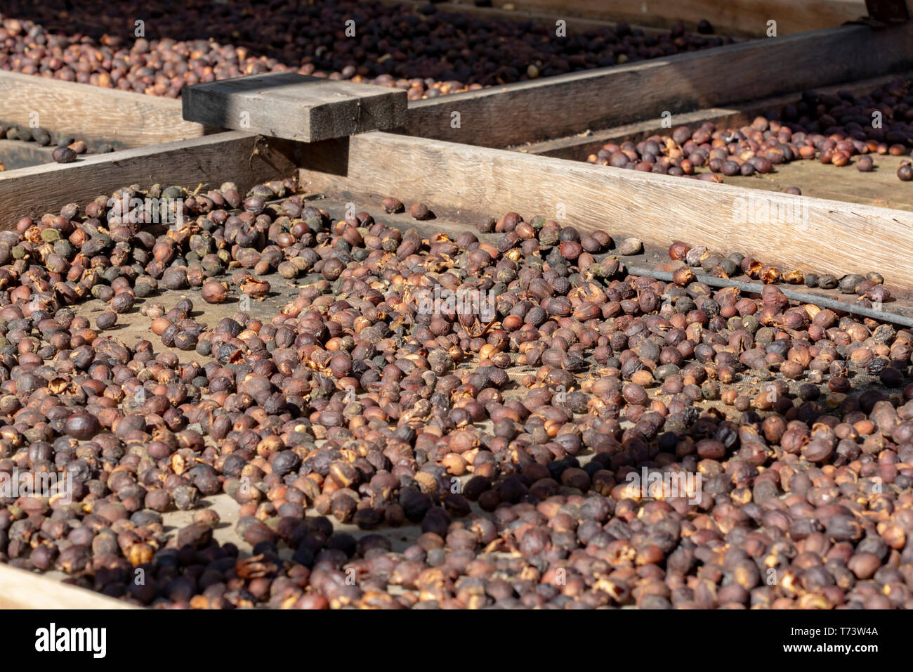 Traditional method of drying mature organic coffee beans on open grid ...