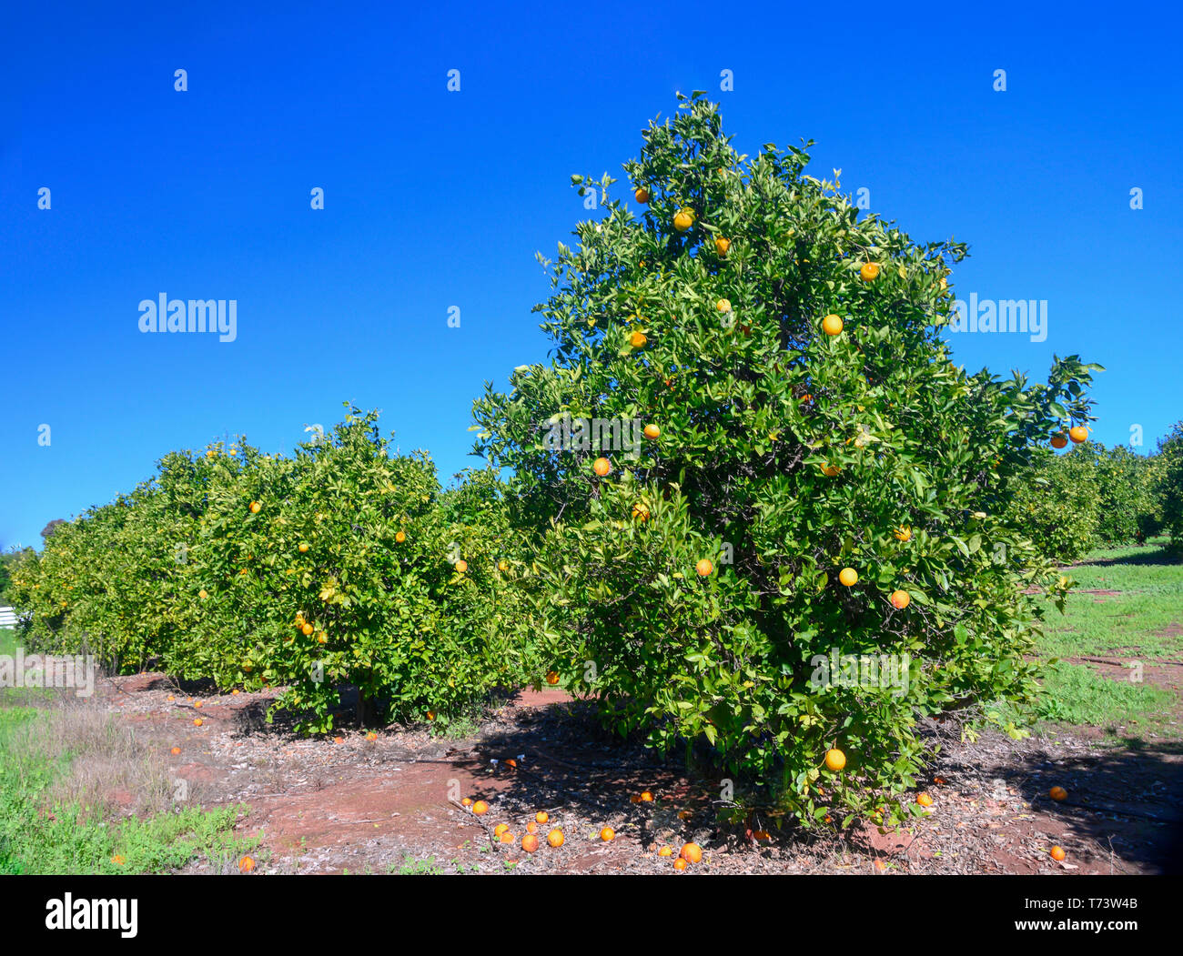 Orange trees full of oranges Stock Photo - Alamy