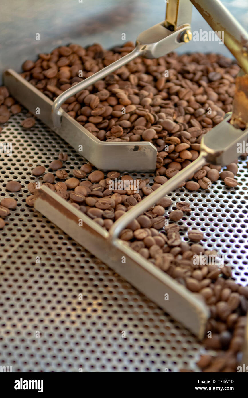 Traditional method of roasting dried organic arabica coffee beans in ...
