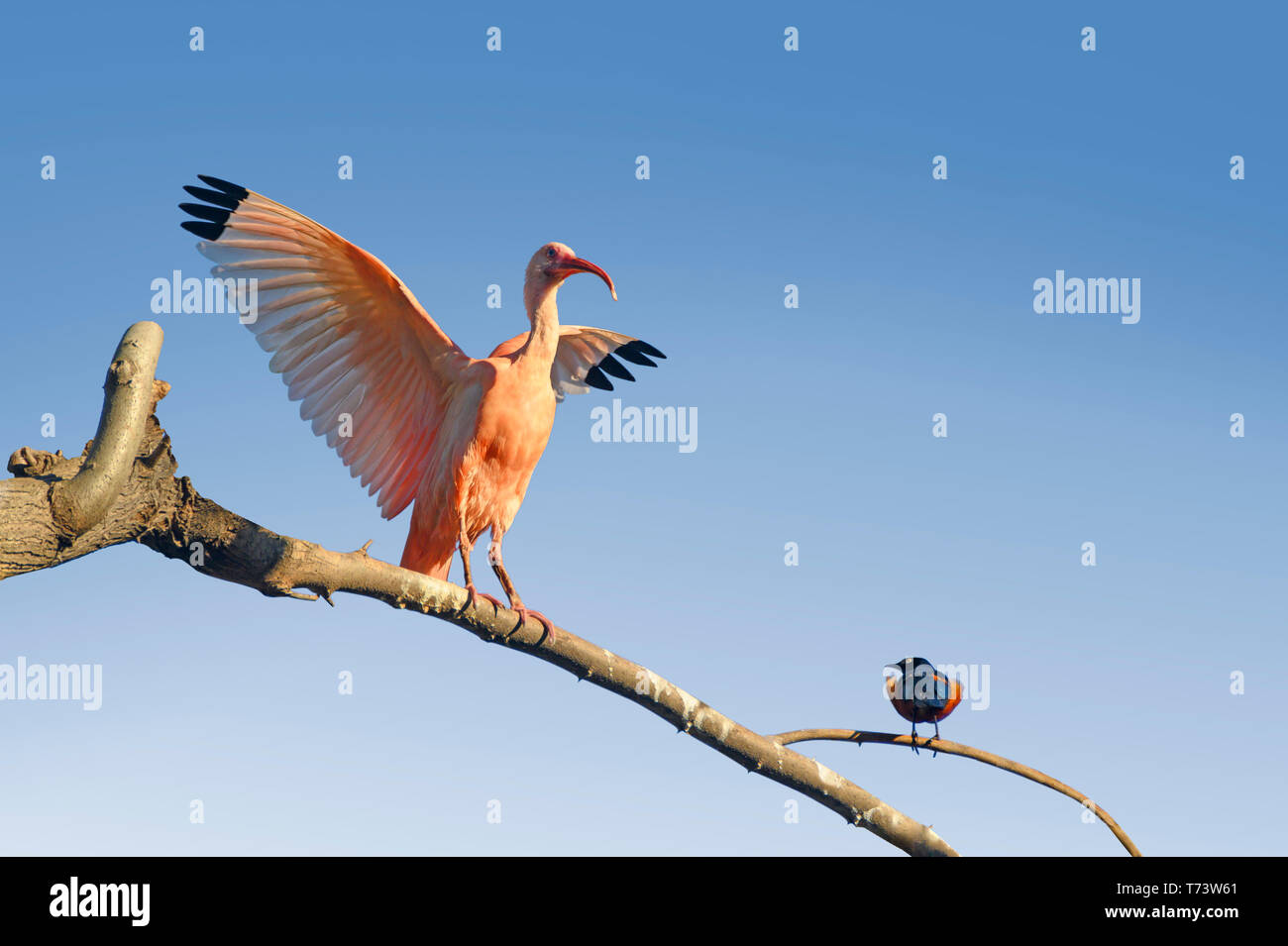 Scarlet ibis with wings spread, and small blackbird on a tree branch ...