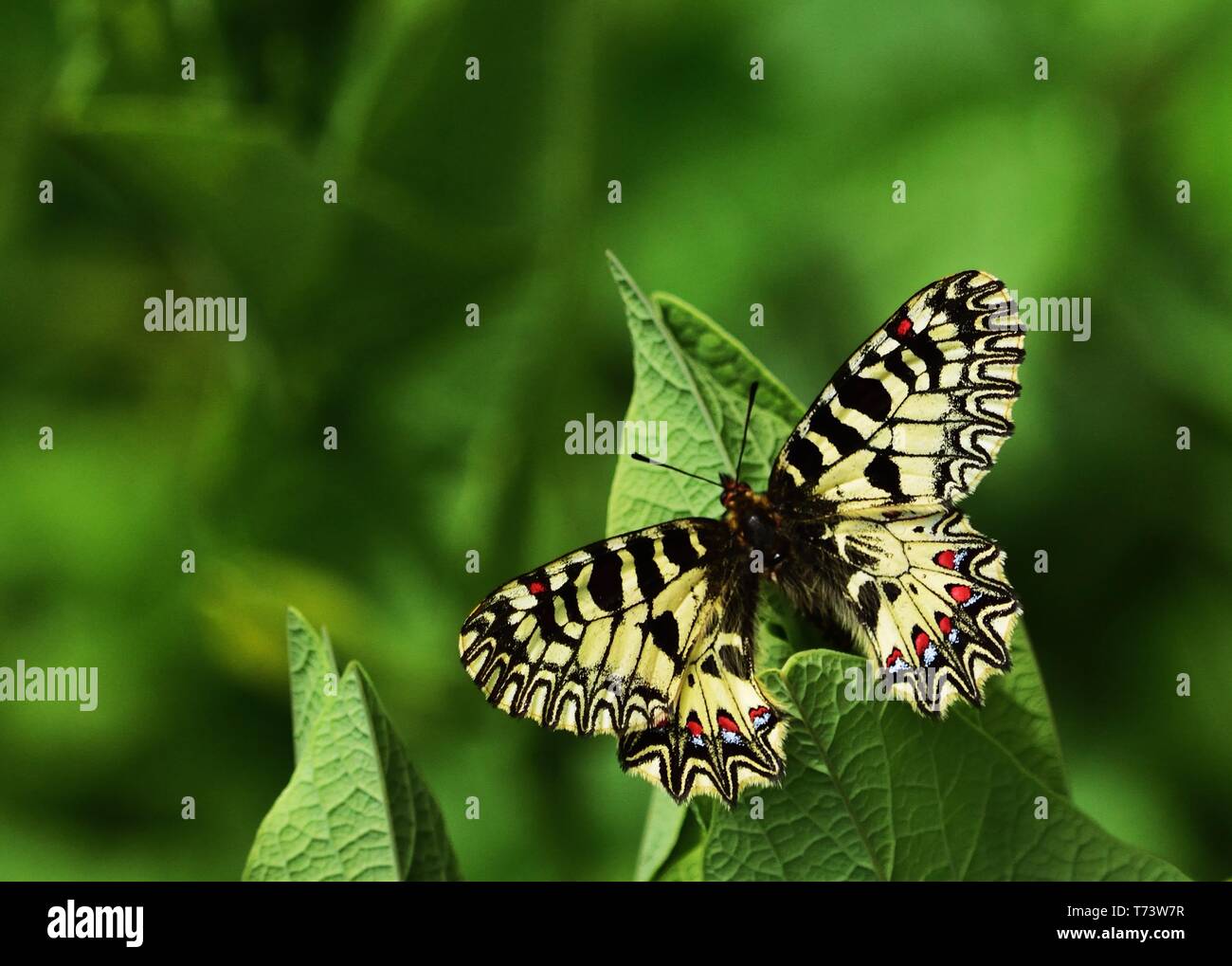 Festoon butterfly hi-res stock photography and images - Alamy