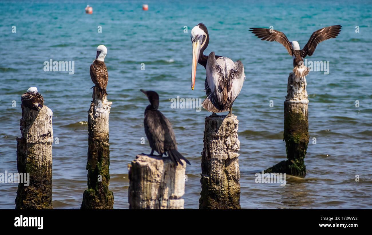 Pelican and other sea birds standing in the coast of Paracas, Peru ...