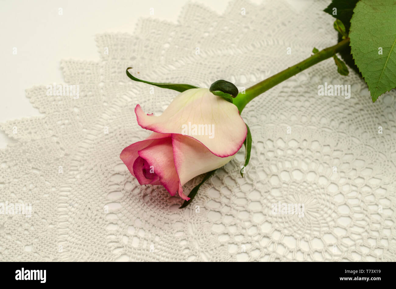 Half-open white rose Bud with pink border on the edges, with a long ...