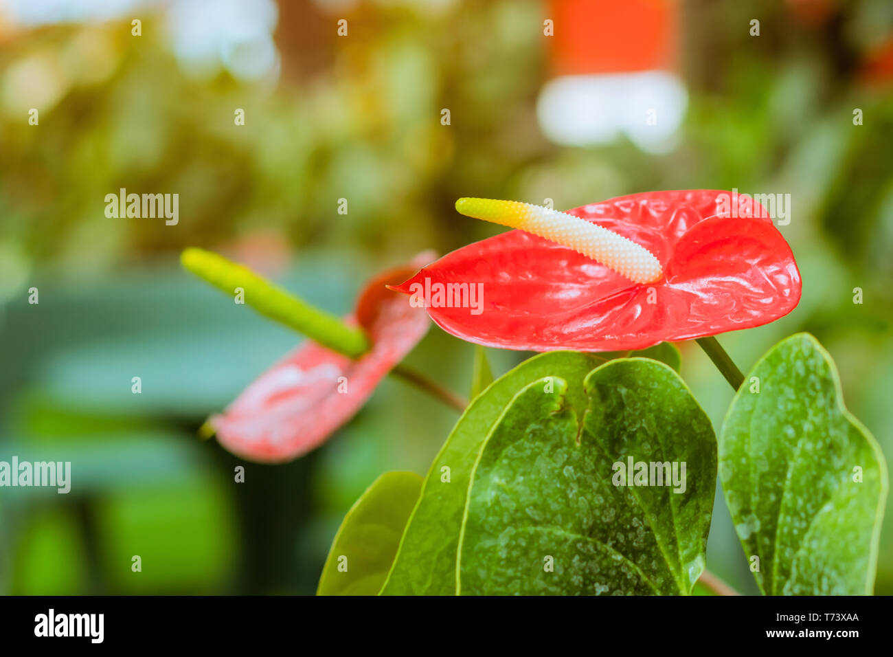 Close up of anthurium red Flamingo flowers or Boy flowers Pigtail ...