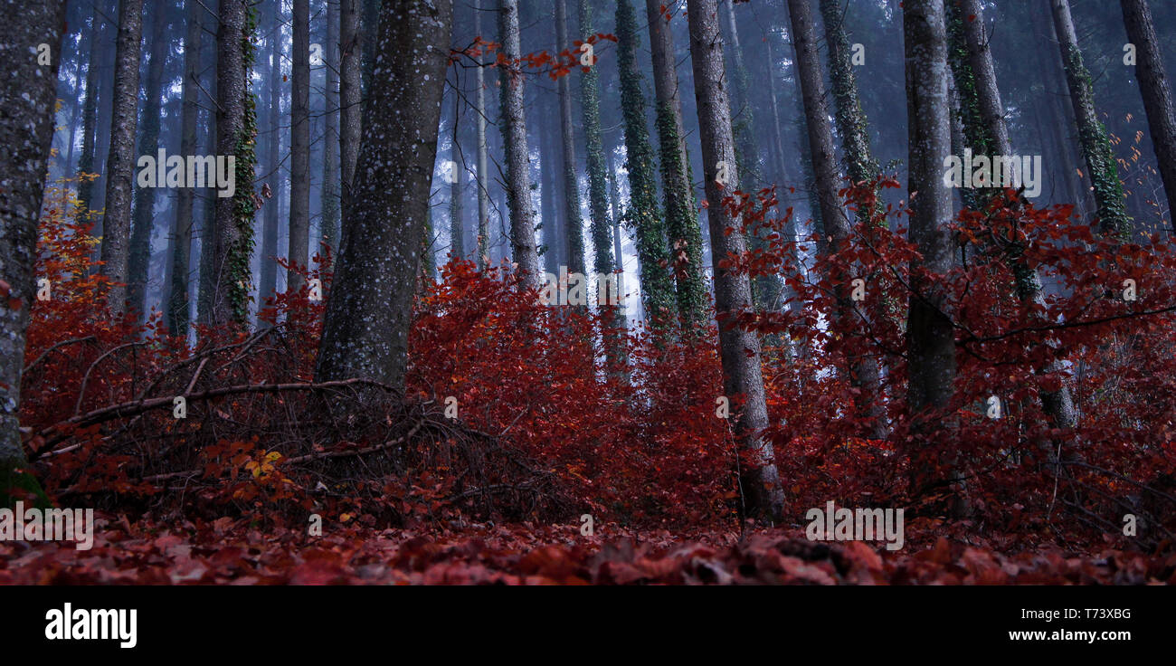 Colorfull forest hi-res stock photography and images - Alamy
