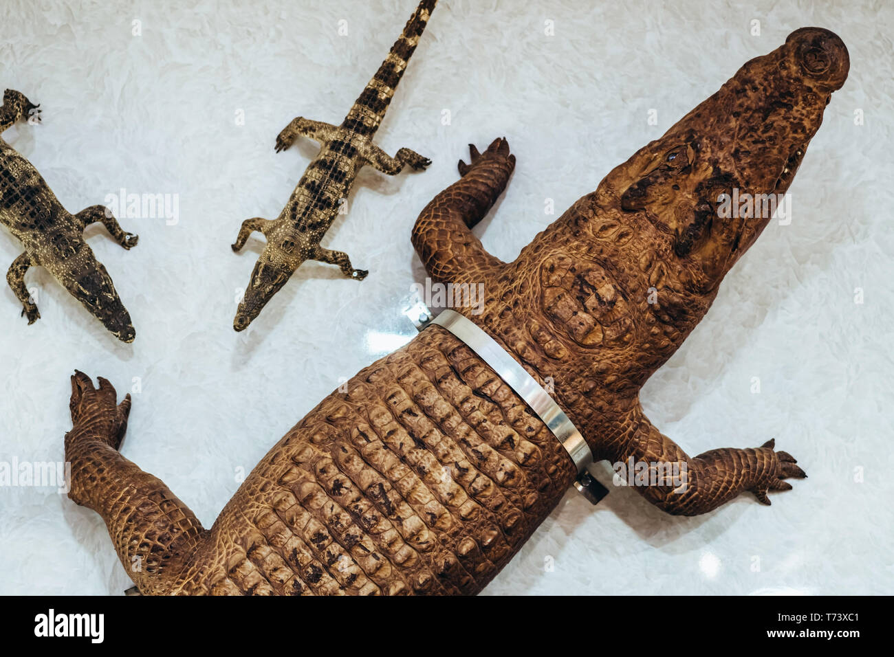 The dead crocodiles hang to decorate on the wall for beauty in the ...