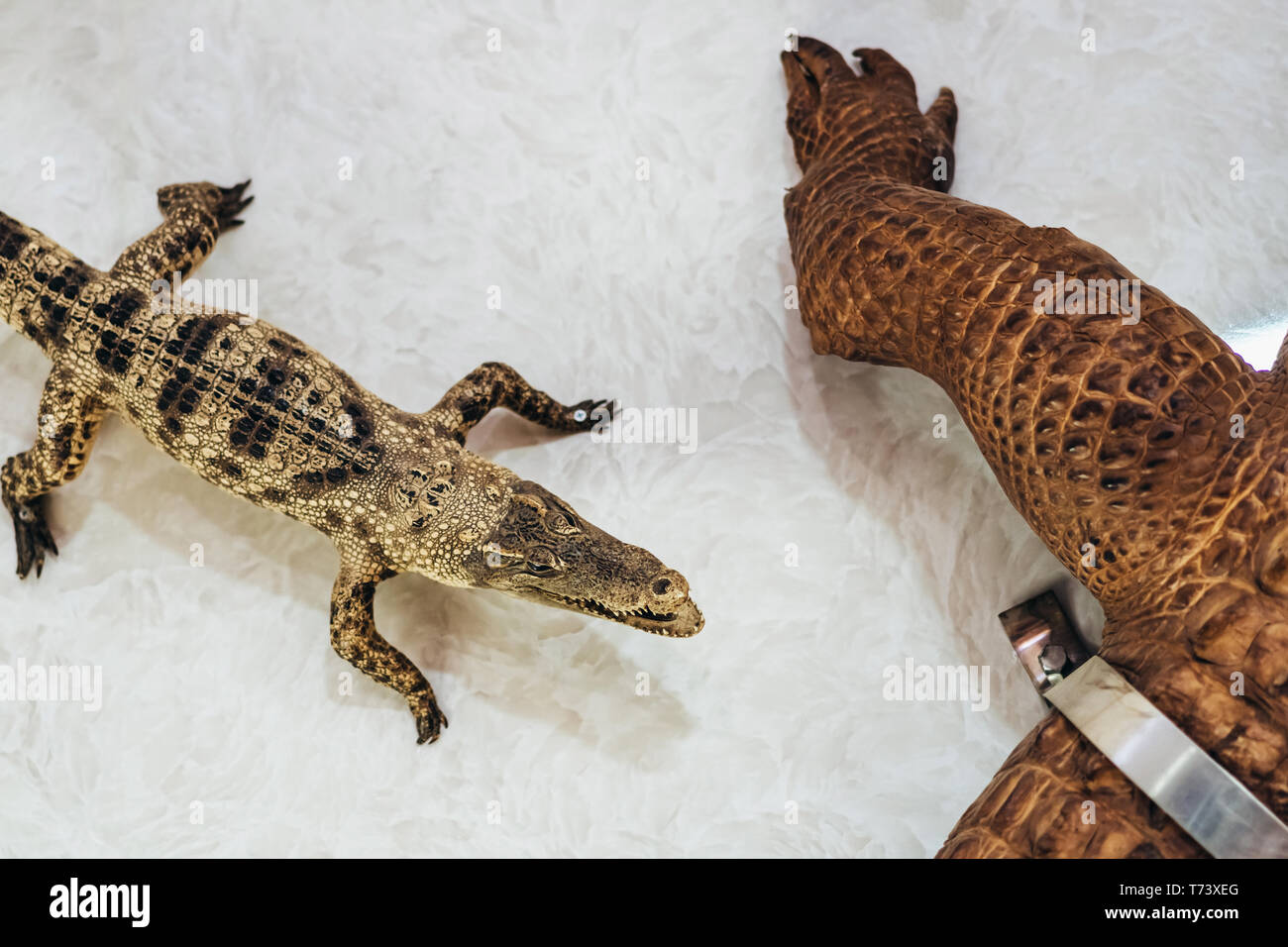 The dead crocodiles hang to decorate on the wall for beauty in the ...