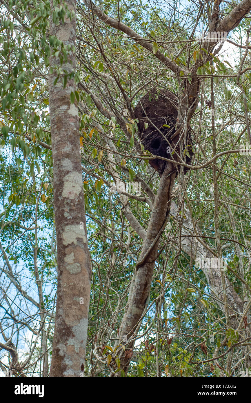 Termites in tree hi-res stock photography and images - Alamy
