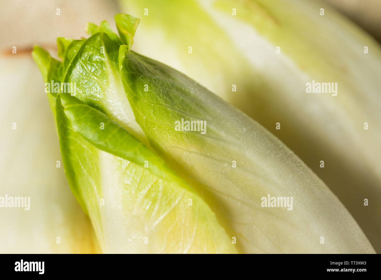 Endive chicory cichorium endivia hi-res stock photography and images ...