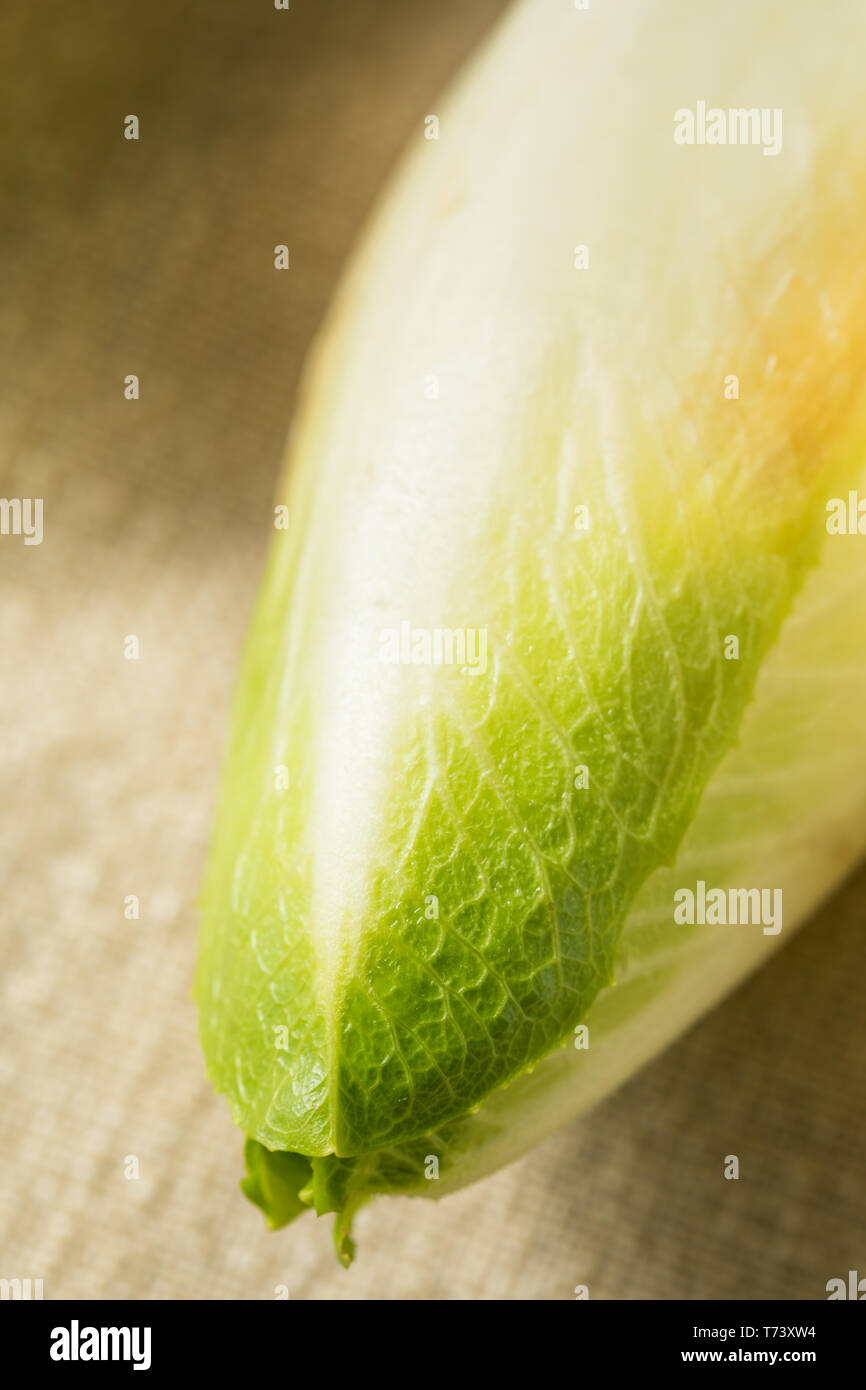 Raw Organic Belgian Endive Ready to Use Stock Photo - Alamy
