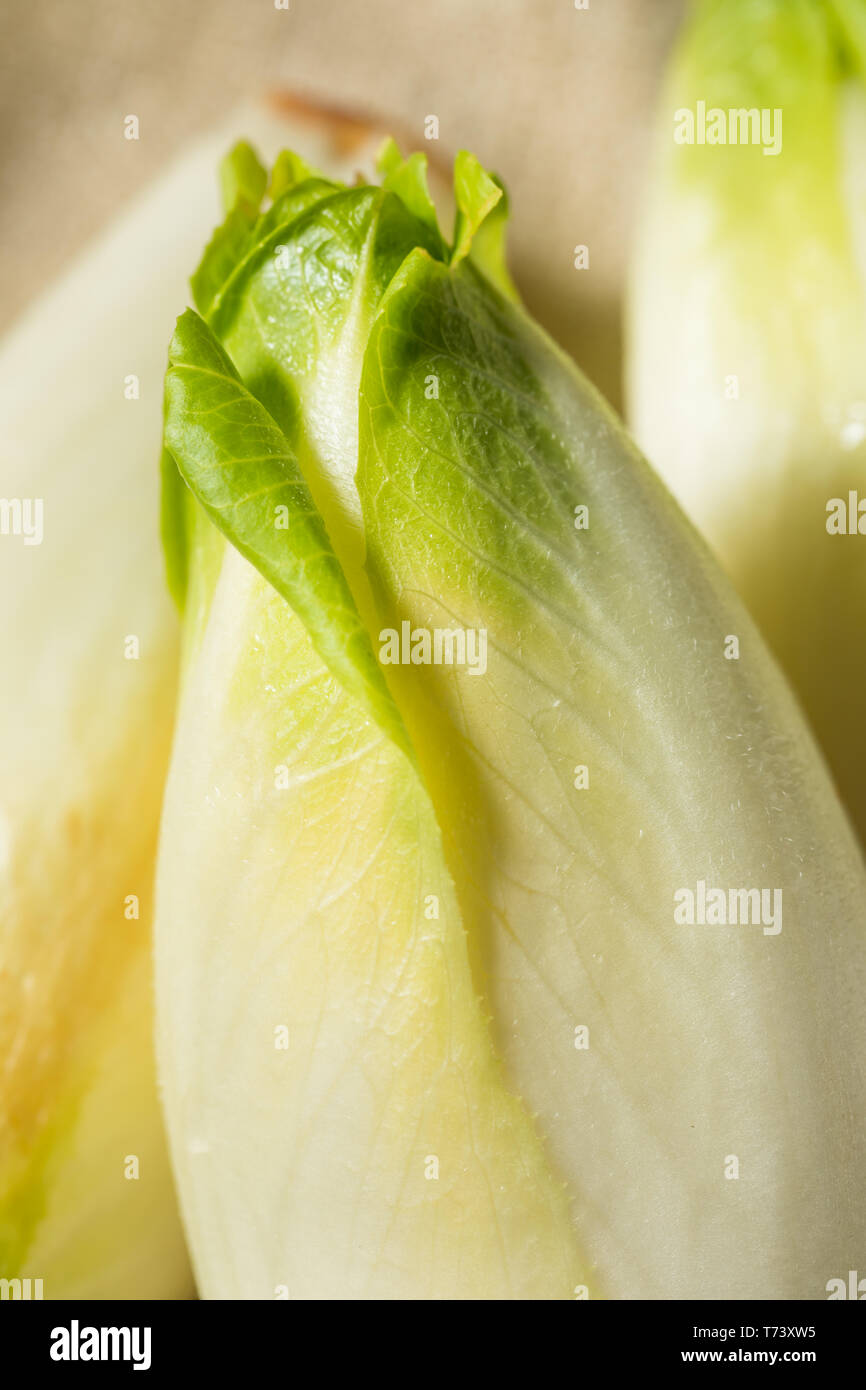 Endive Chicory Cichorium Endivia High Resolution Stock Photography and ...