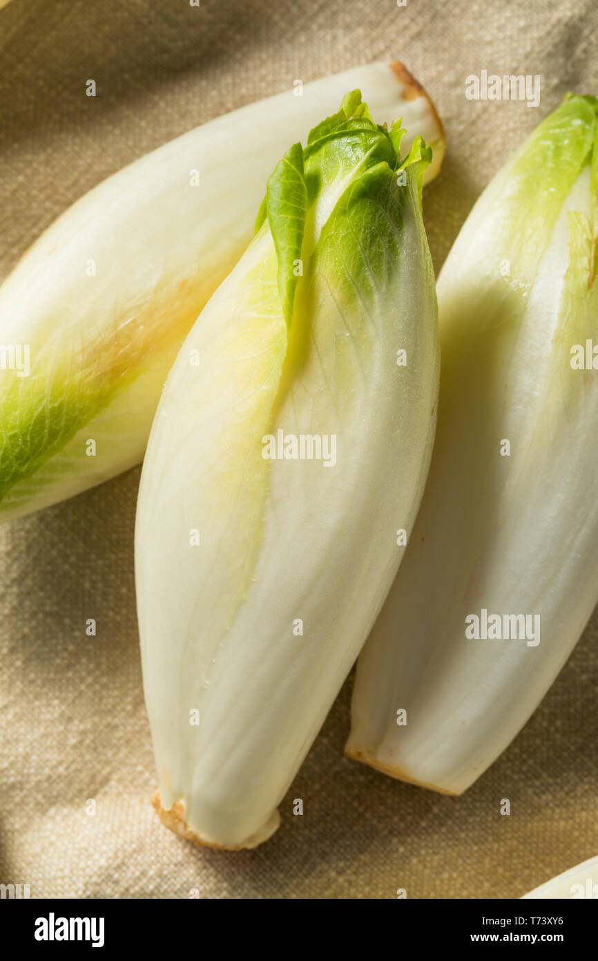 Endive Chicory Cichorium Endivia High Resolution Stock Photography and ...