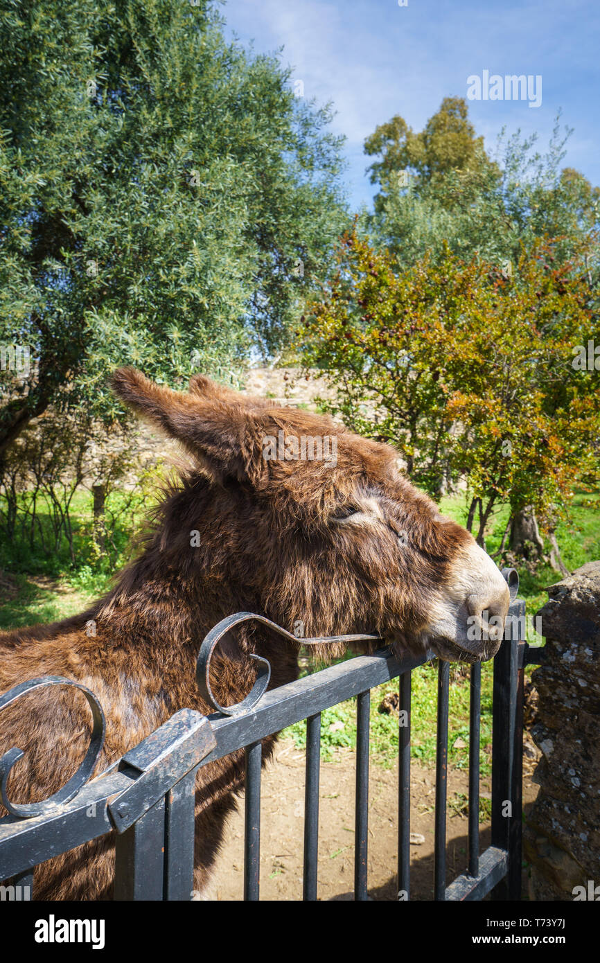 Donkeys face fence hi-res stock photography and images - Alamy