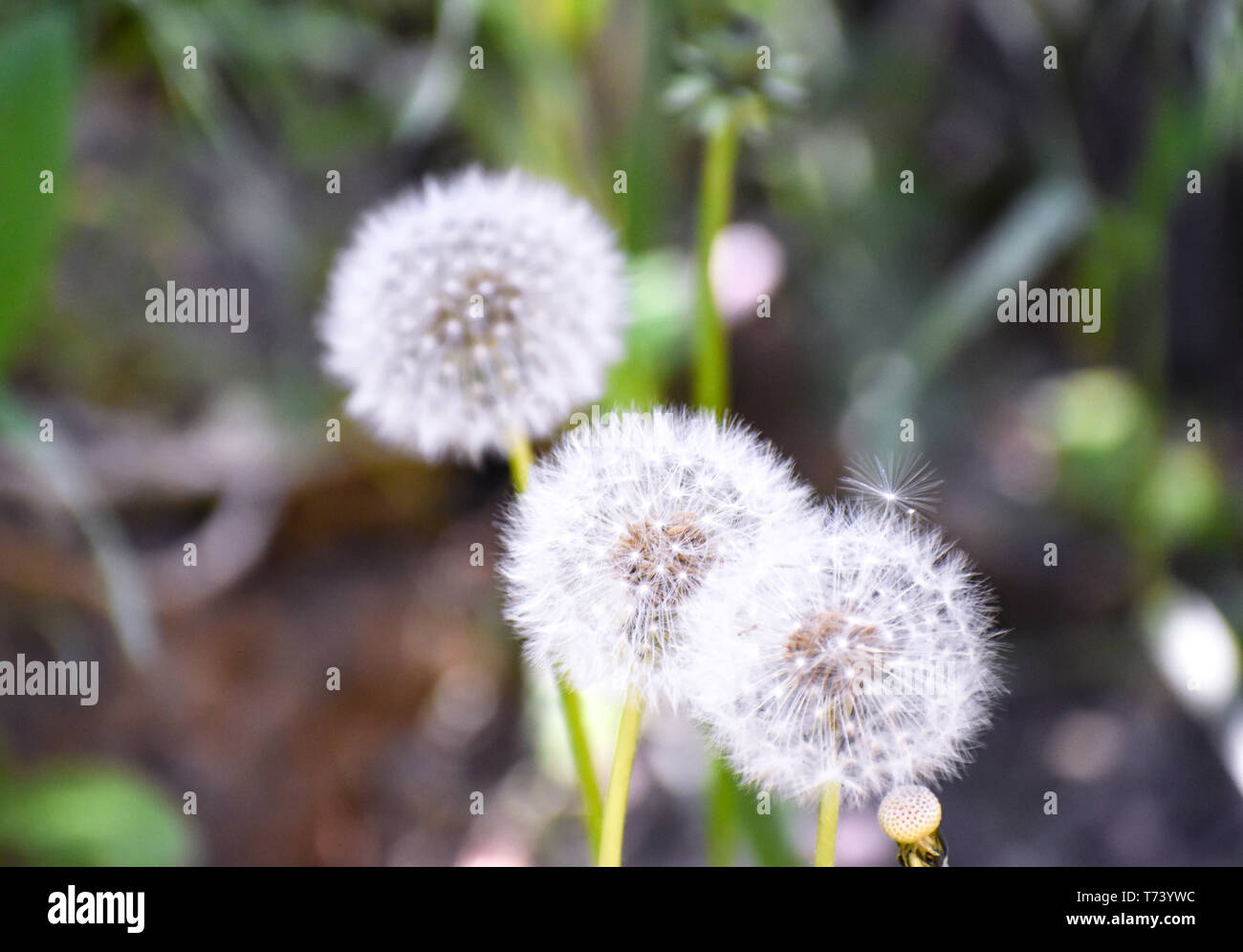 Three Soft Beautiful Dancing Dandelions Round Seed Heads - Closeup ...