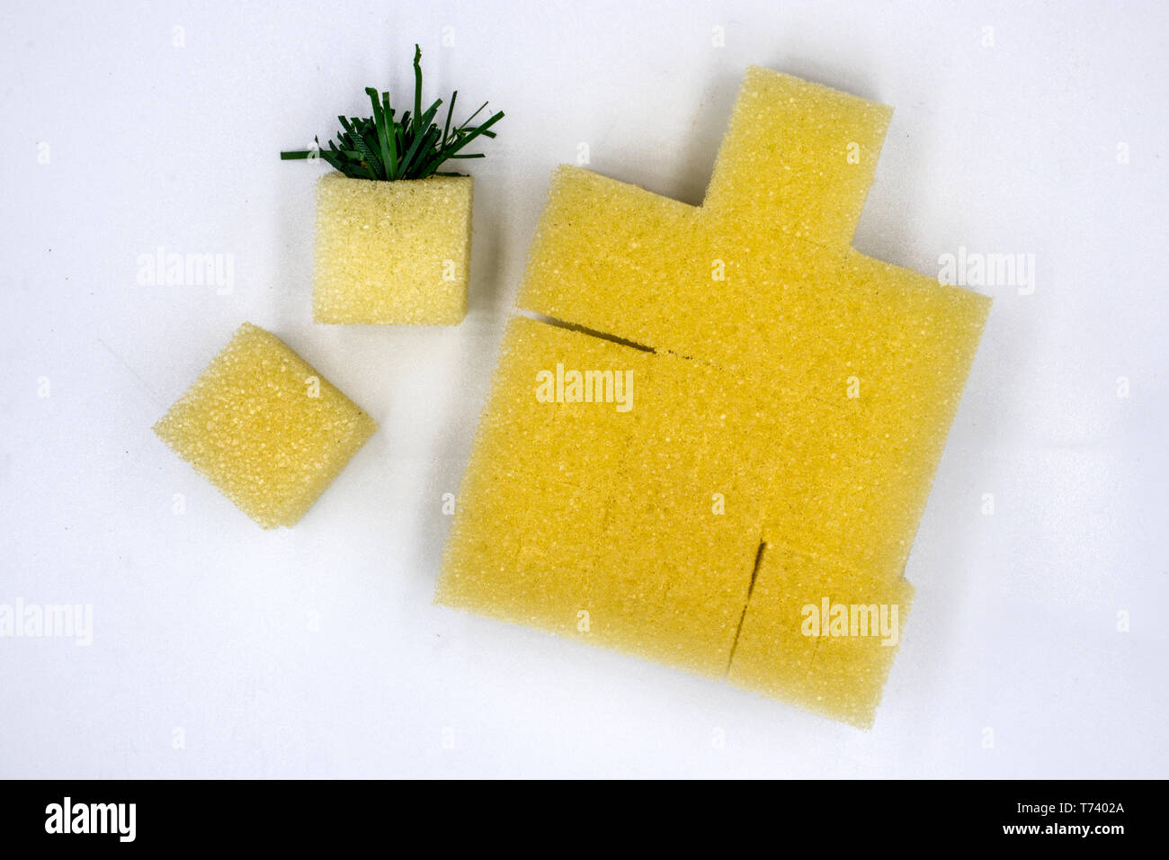 a sponge preparing to be planted in hydroponics vegetable plots, the ...