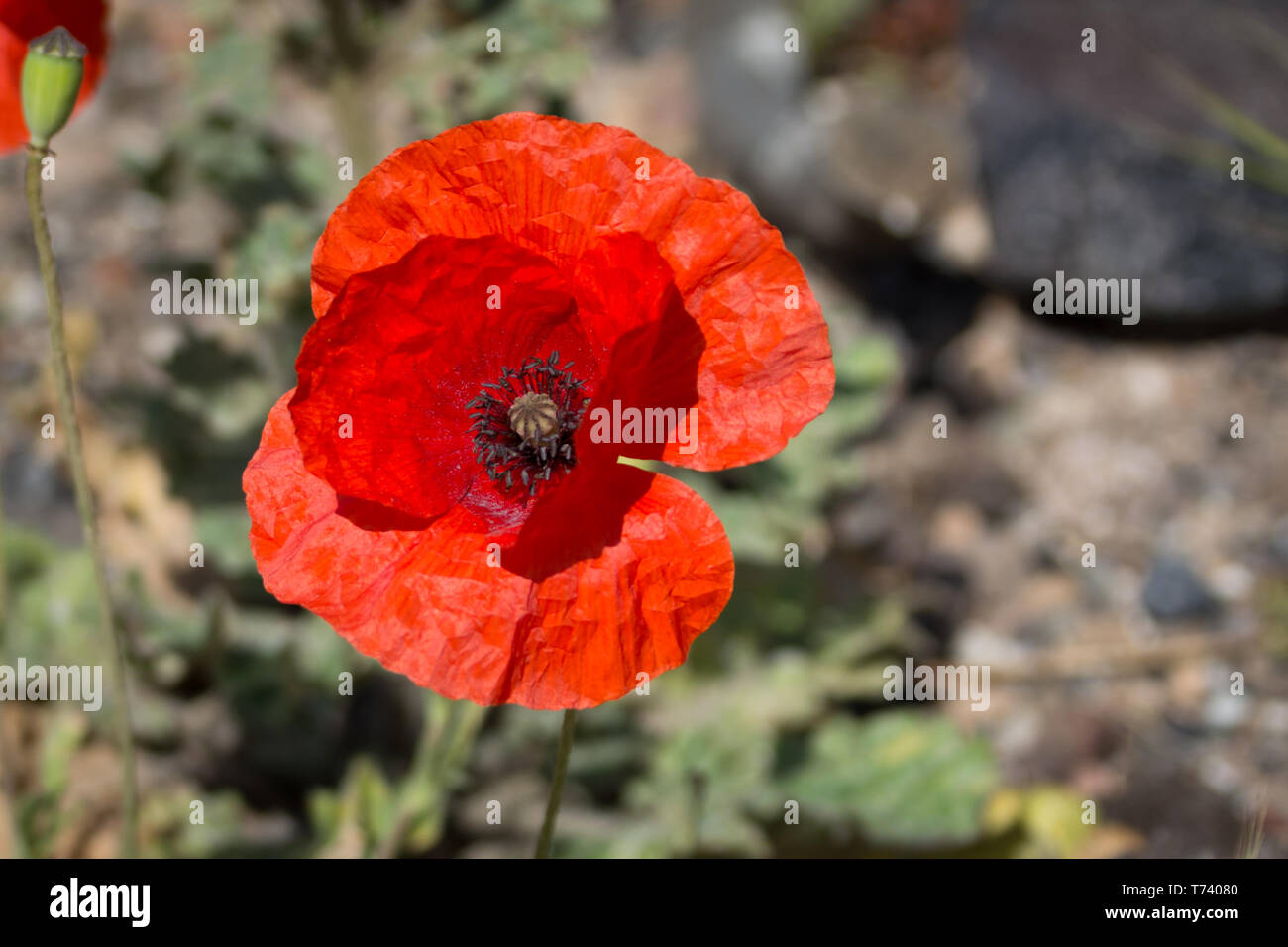 poppy flower in the rock Stock Photo - Alamy