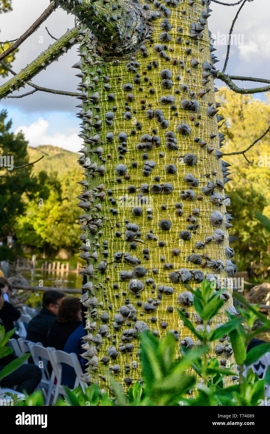 Sharp thorns on the trunk of a ceiba tree or kapok tree Stock Photo - Alamy