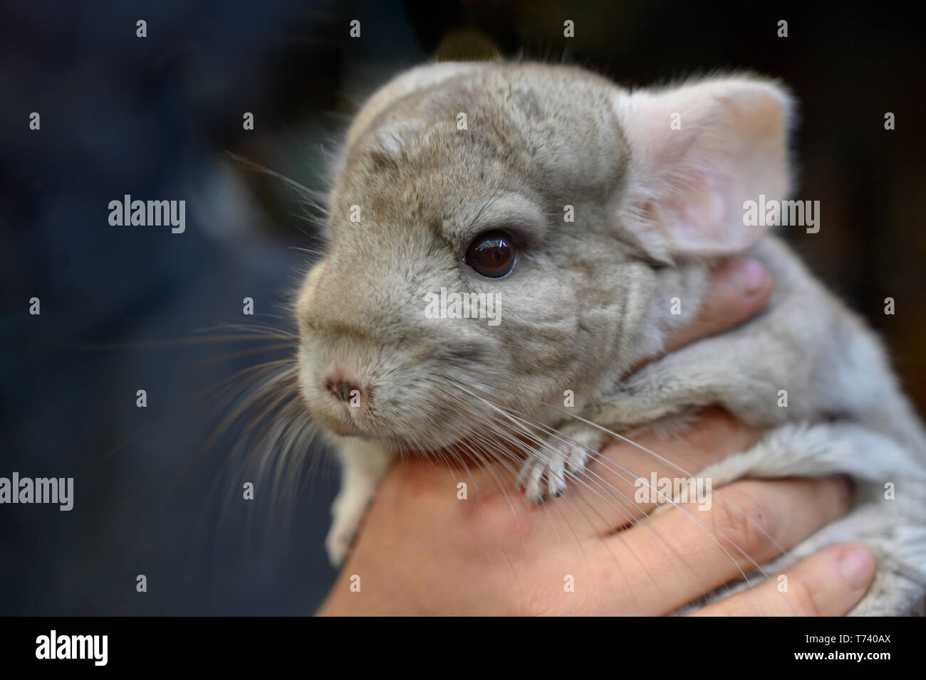 Chinchilla hand hi-res stock photography and images - Alamy