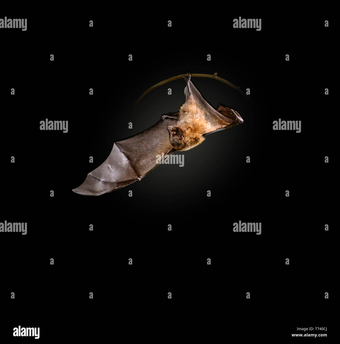 Flying fox bat feeding hi-res stock photography and images - Alamy