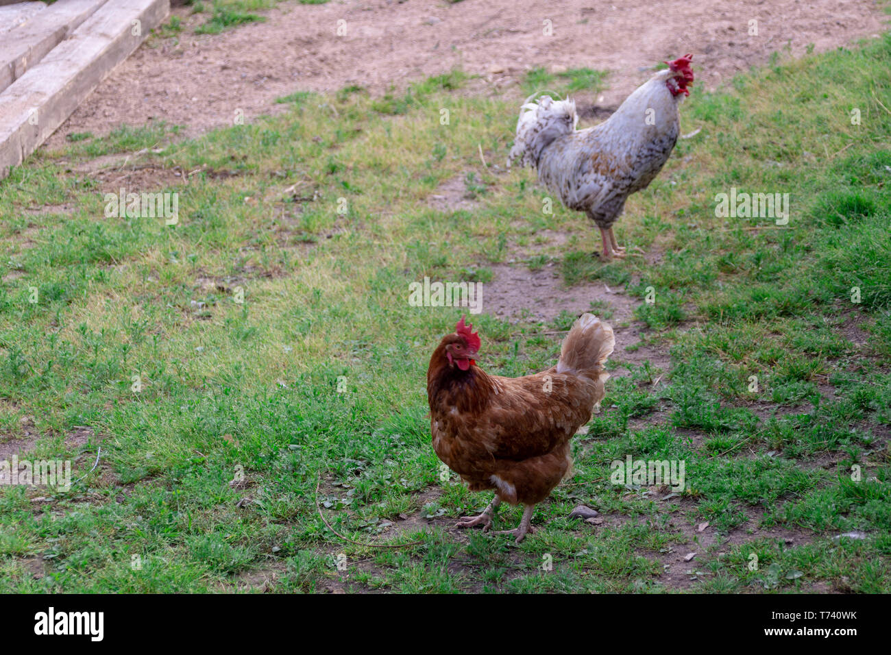 Traditional free range poultry farming Stock Photo - Alamy