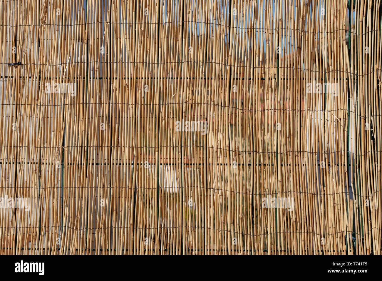 Bamboo cane fence with wire on a green metal frame Stock Photo - Alamy