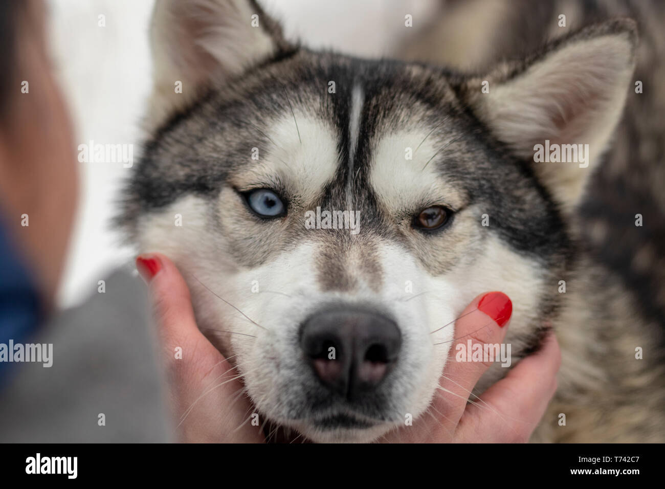 Beautiful husky dog looking up, multi colored eyes husky. Close up ...