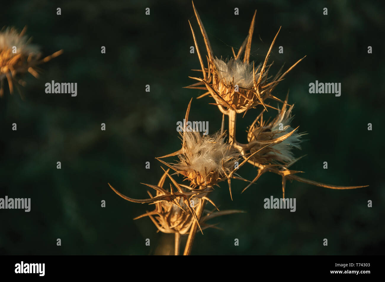 Spiny weed thorny hi-res stock photography and images - Alamy