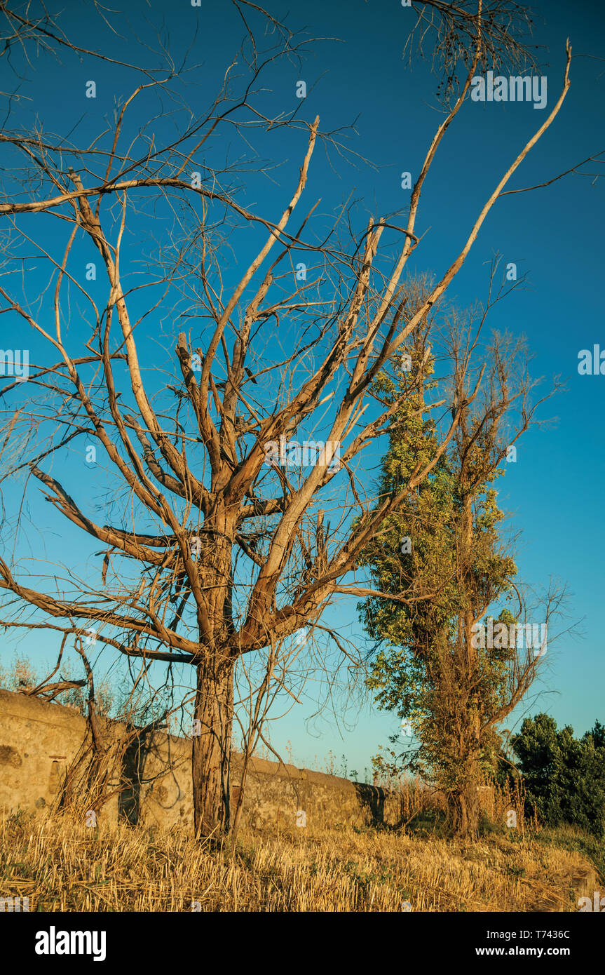 Rural landscape with bushes and trees next to a stone wall at sunset ...