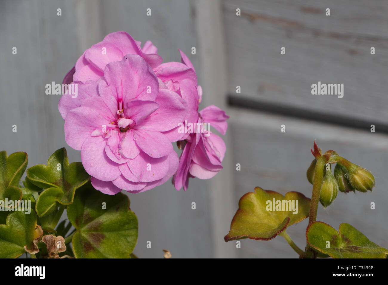 Purple geranium flowers hi-res stock photography and images - Alamy