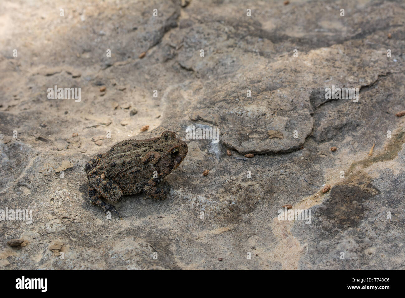 American Toad (Anaxyrus americanus) from Chatauqua County, Kansas, USA ...