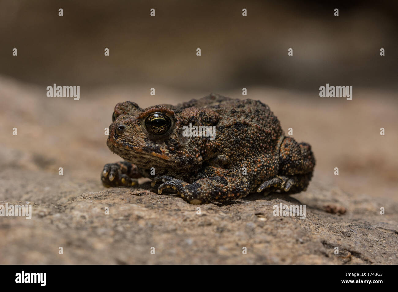 American Toad (Anaxyrus americanus) from Chatauqua County, Kansas, USA ...