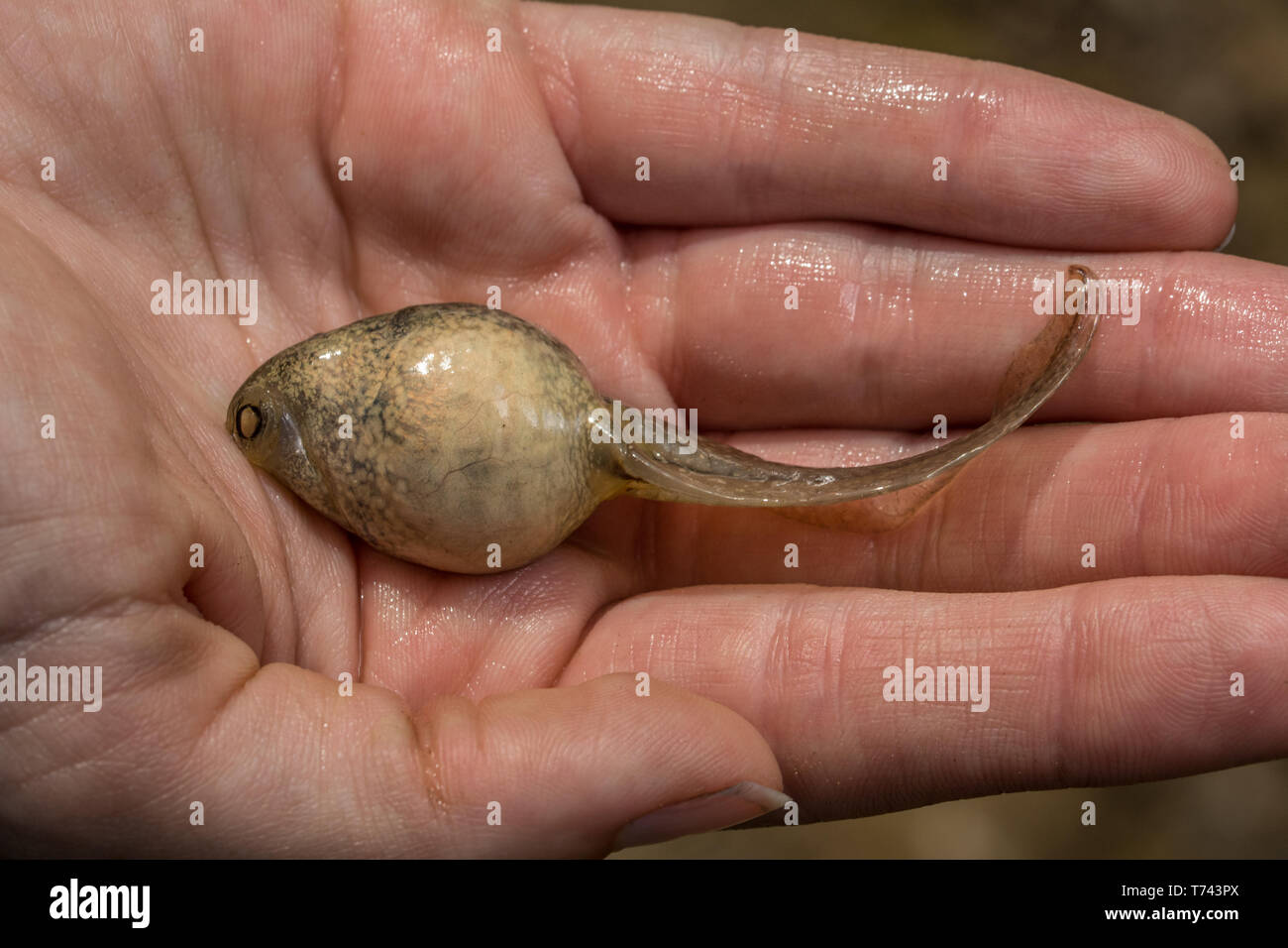 Leopard frog tadpole hi-res stock photography and images - Alamy