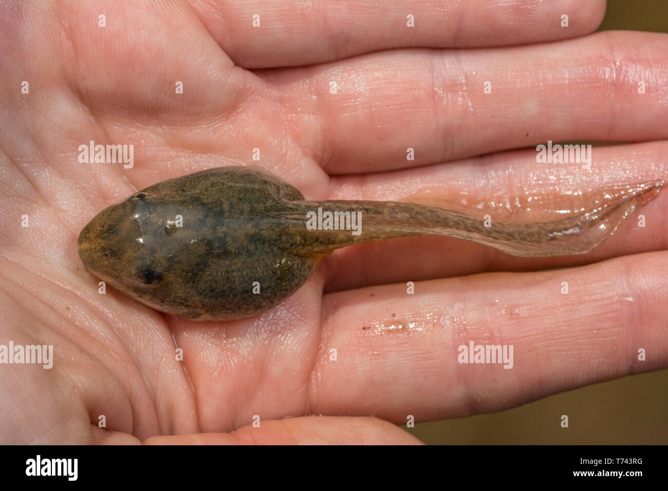Leopard frog tadpole hi-res stock photography and images - Alamy