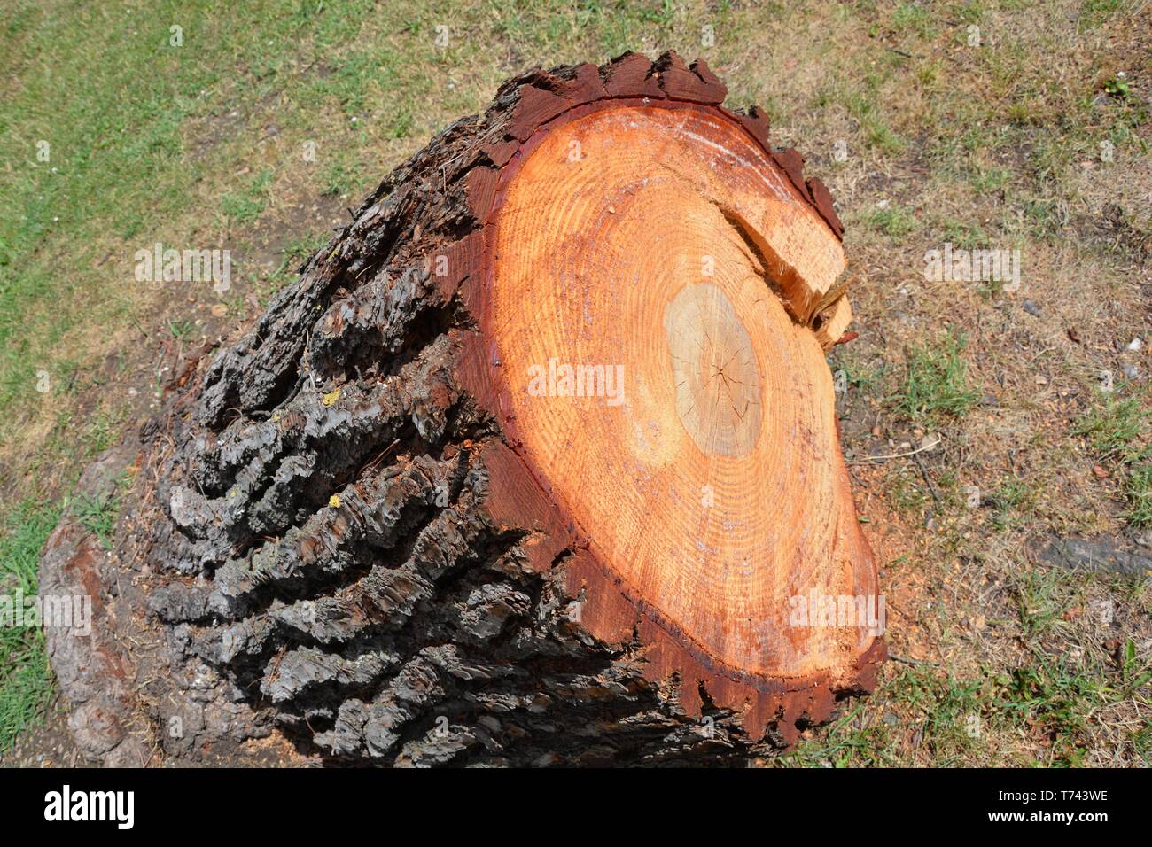 Thick cut out hi-res stock photography and images - Alamy