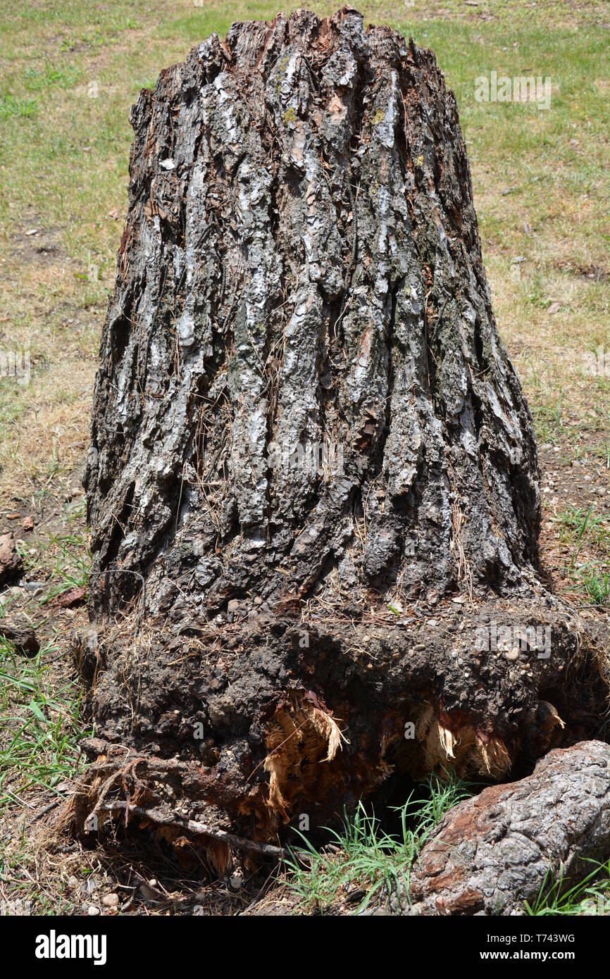 Tree trunk cut out hi-res stock photography and images - Alamy