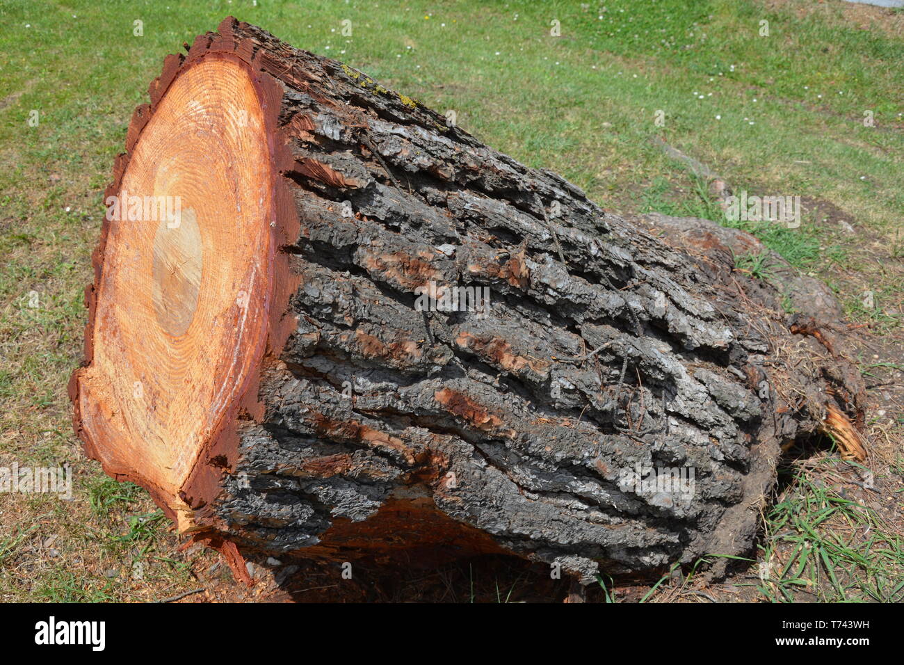 Tree trunk cut out hi-res stock photography and images - Alamy