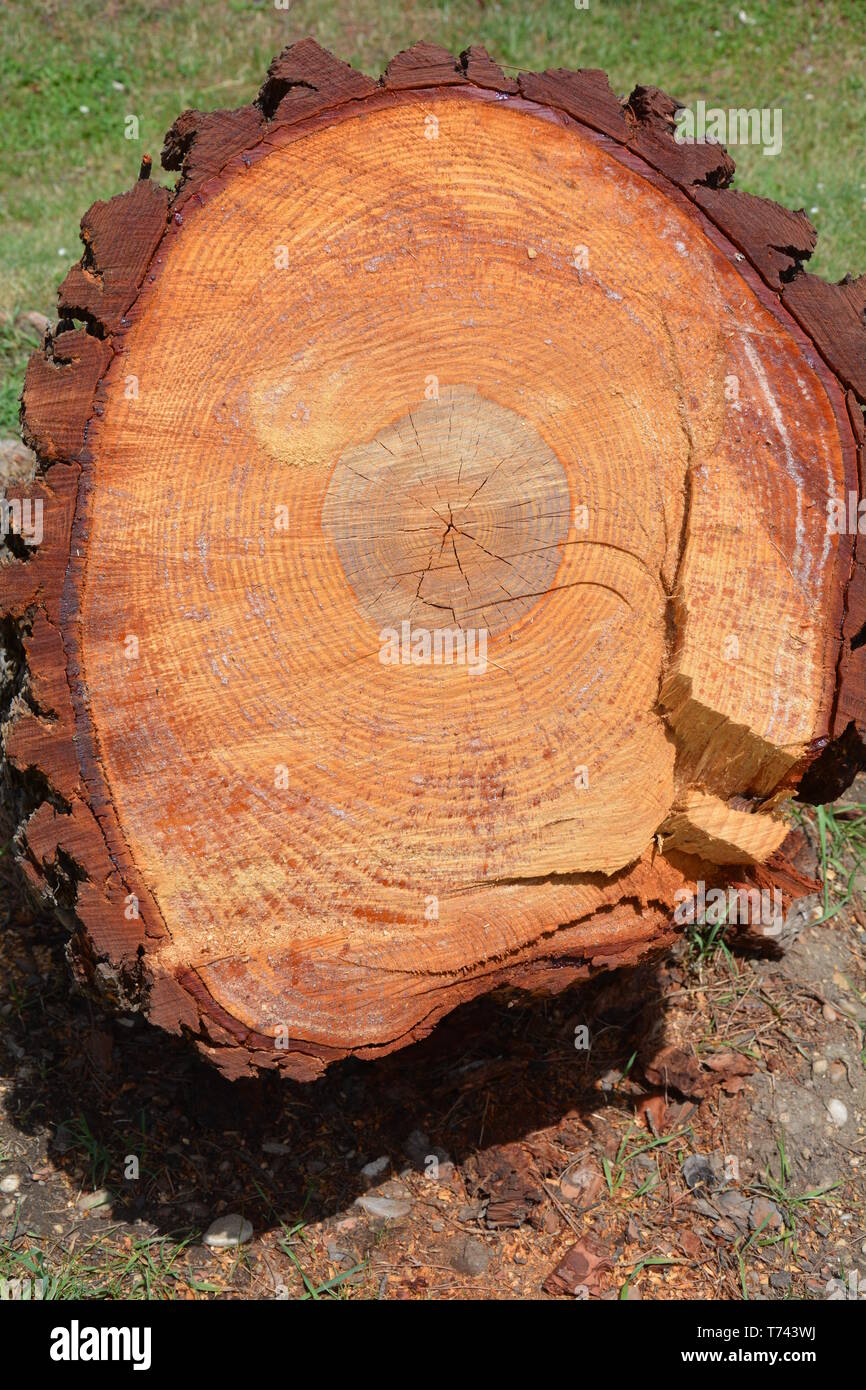 Thick Cut Out High Resolution Stock Photography and Images - Alamy