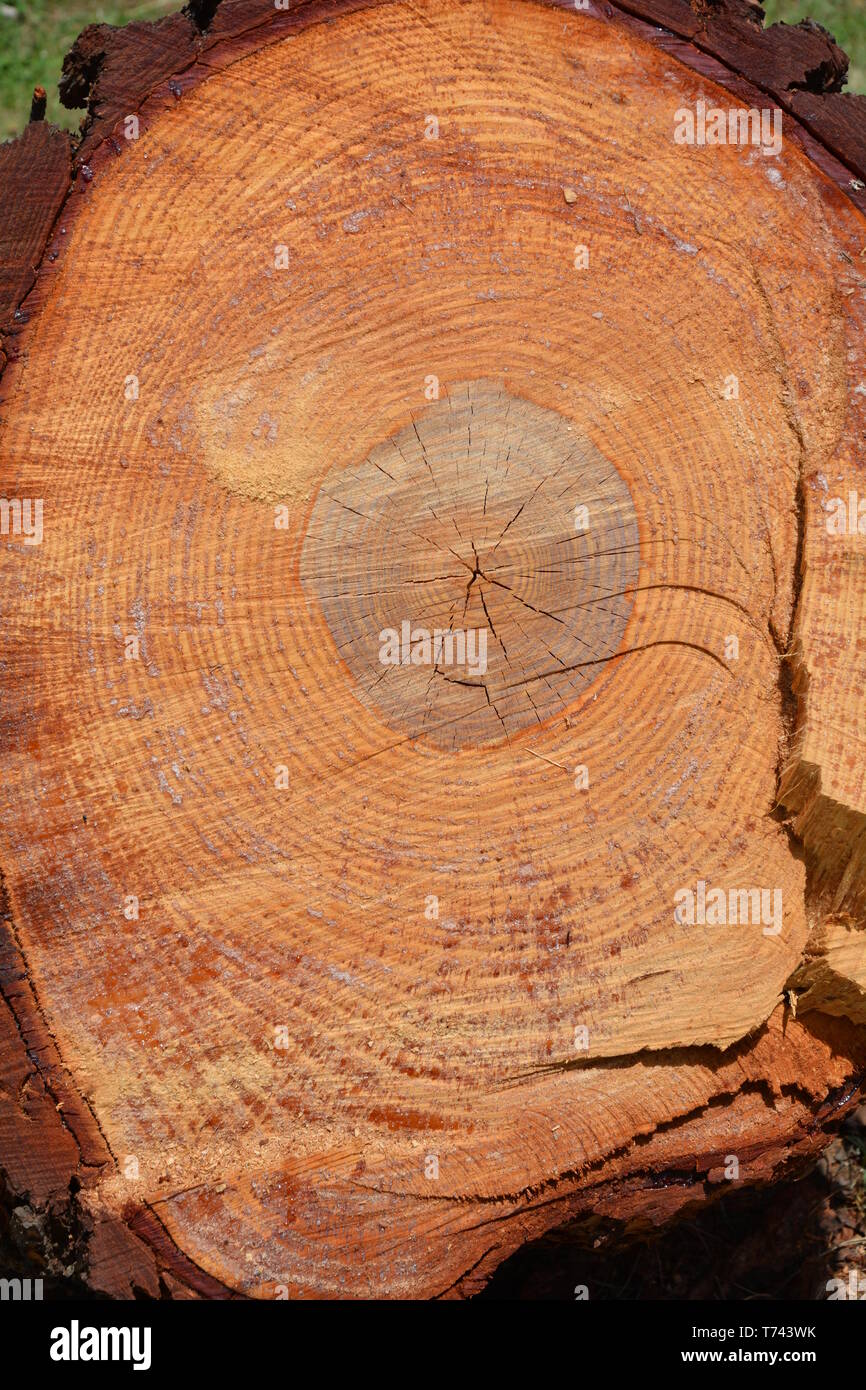 Tree trunk cut out hi-res stock photography and images - Alamy