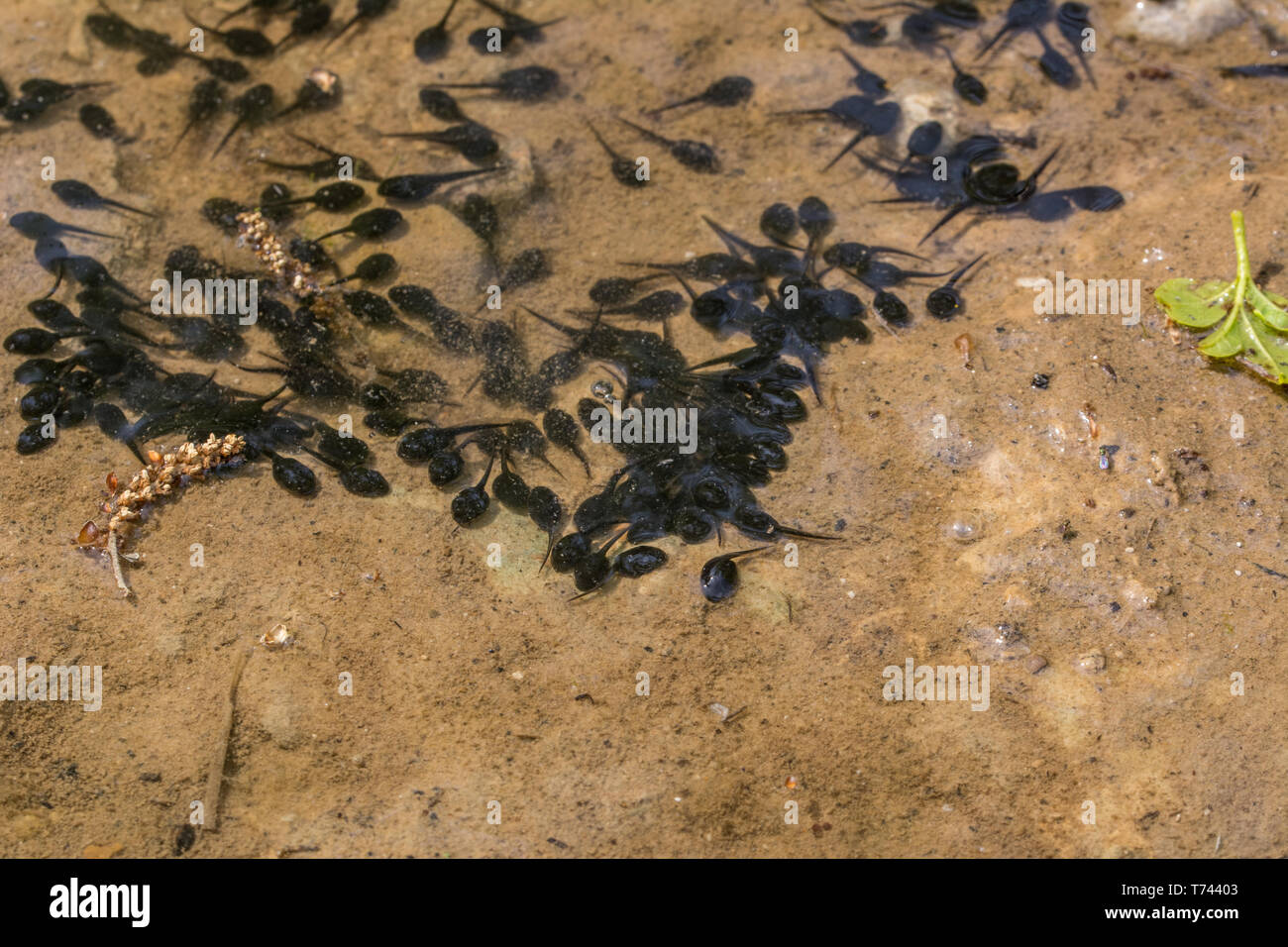 American toad anaxyrus americanus hi-res stock photography and images ...